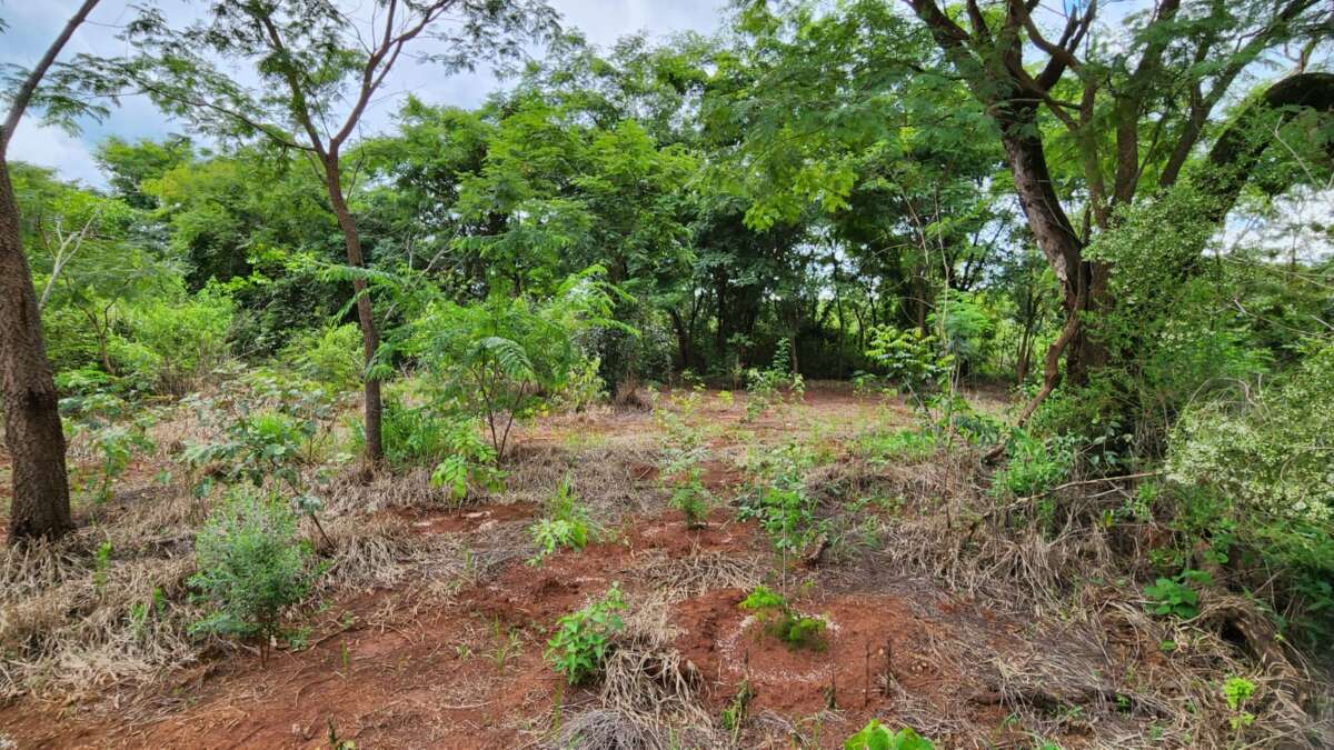Aratu concluiu mais uma etapa da compensação ambiental, totalizando ...